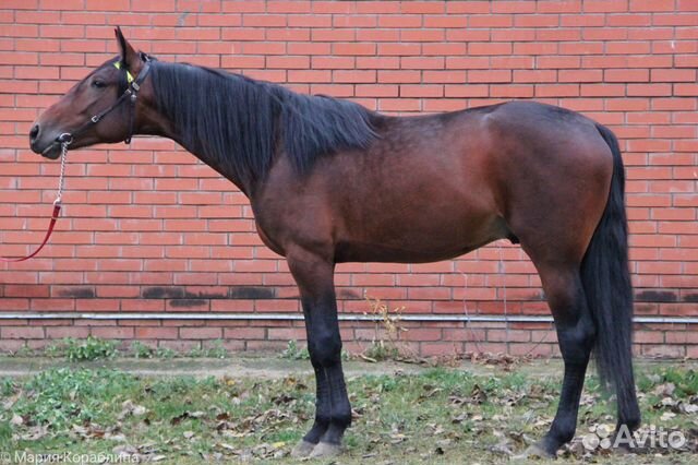 Американский рысак