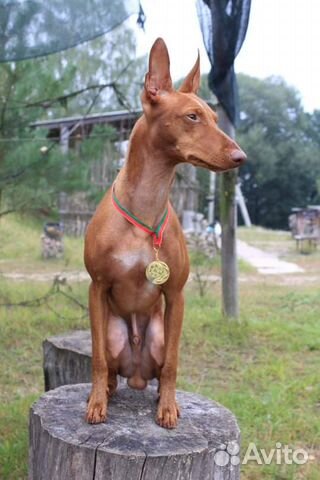 Щенки Чирнеко дель’Этна из питомника