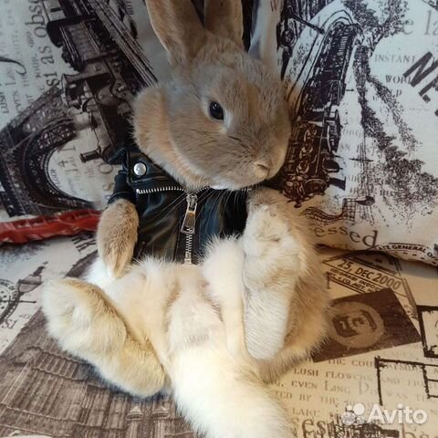 Вязка кролик