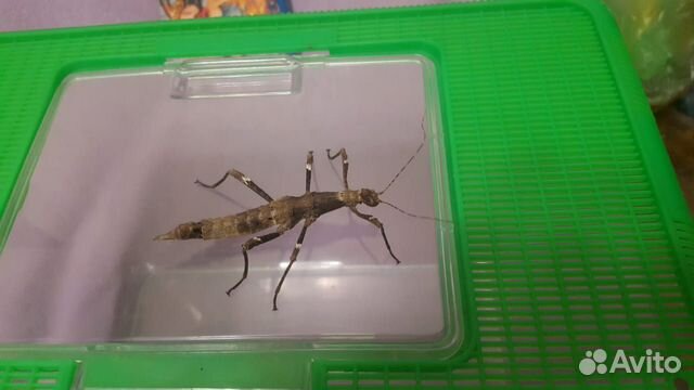 Филиппинские палочники