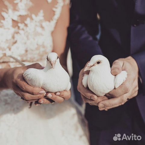 Голуби на свадьбу
