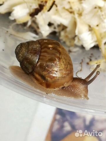 Улитки Ахатина Иммакулята