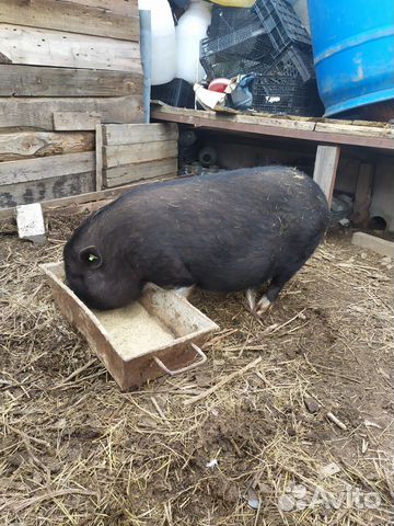 Супоросная вьетнамская свинка и кабанчик