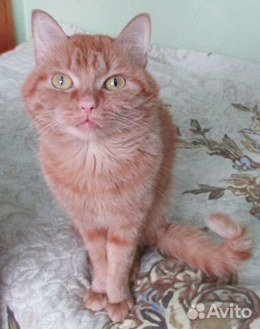 Молодой изящный кот ищет семью