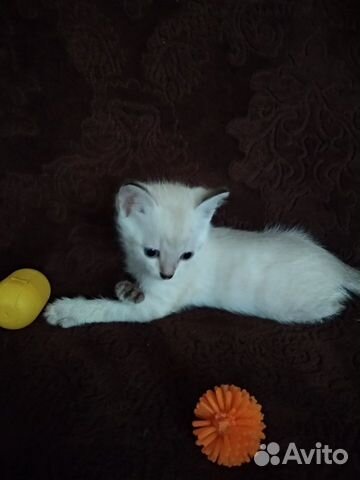 Котята тайские, тебби-поинт