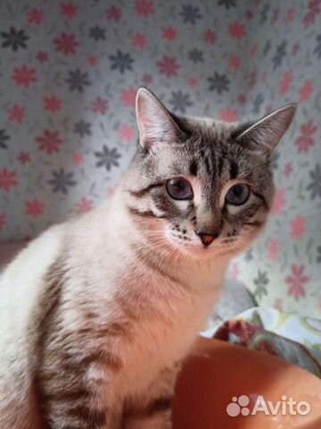 Красивый котик ждёт киску