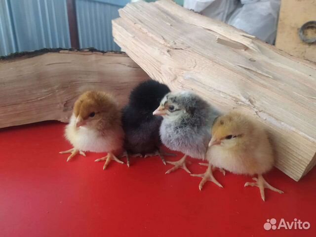 Цыплята