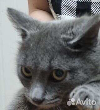 Котик 7 мес в добрые руки (метис Русская голубая)