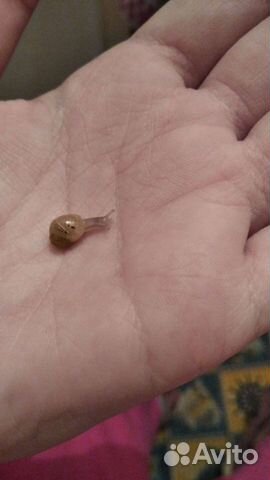 Улитки ахатины альбино