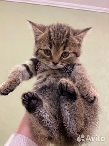 Британские котята