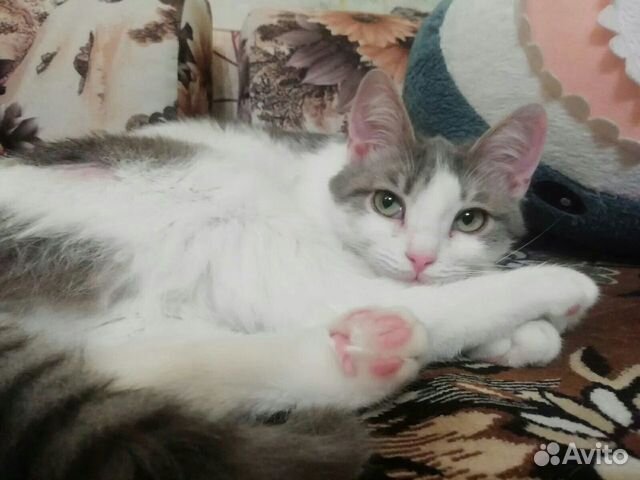 Котик Шпунтик