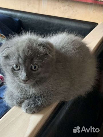 Британские вислоухие котята