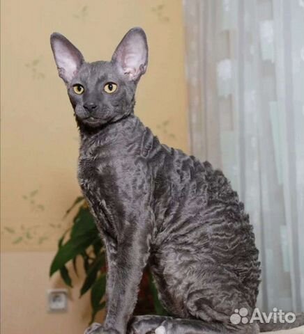 Корниш-рекс