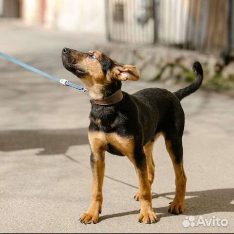 Собака, щенок 4 мес