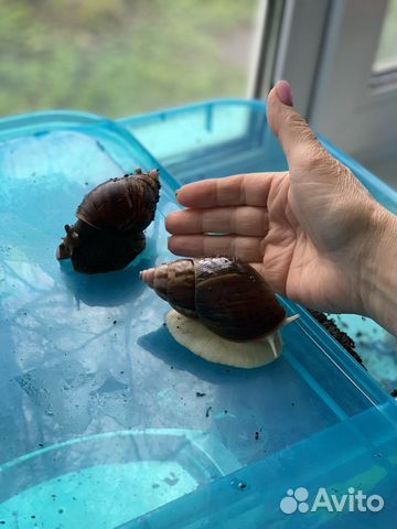 Улитка ахетина