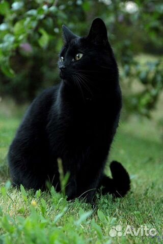 Черный котик 3 месяца