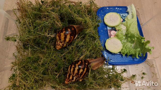 Улитка Архахатина сп. Камерун (эдуарди) ф2