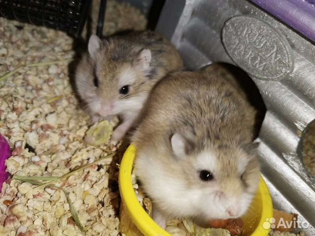 Хомячки Роборовского