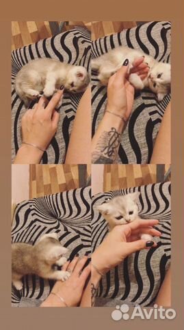 Котенок