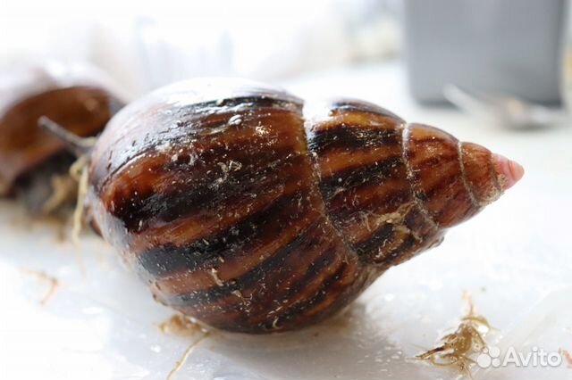 Achatina achatina (ахатина ахатина тигр)