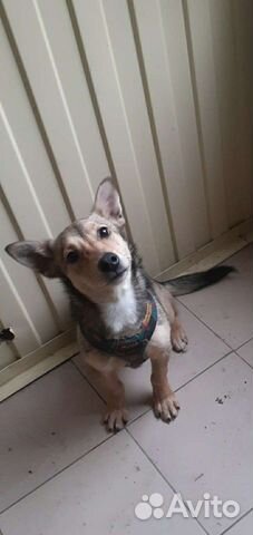 Коротколапый лисёнок ищет дом