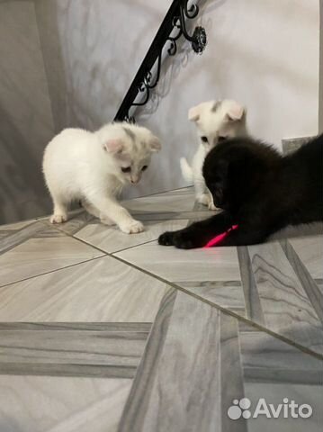 Вислоухие котики метисы