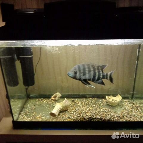 Аквариум с рыбой (Тилапия)