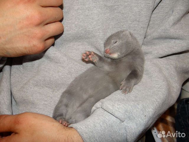 Норка животное