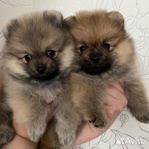 Померанский шпиц