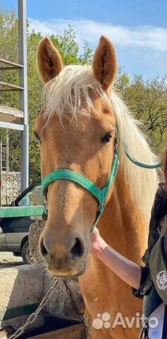 Соловый жеребец 3 года