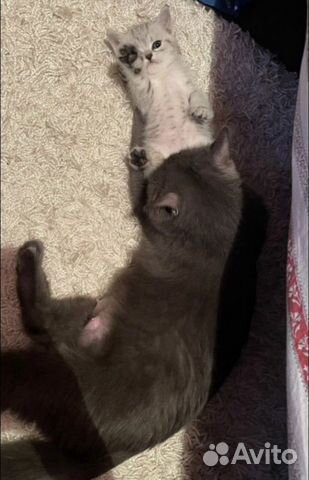 Шотландские котята