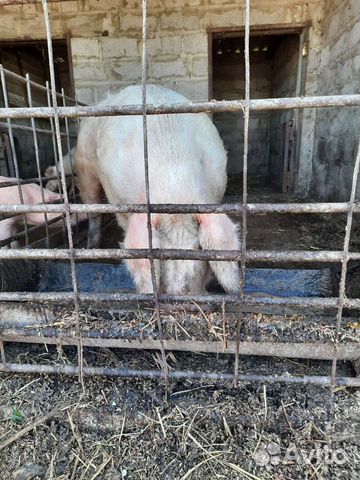 Хряки кострированые