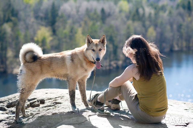 Щенок-подросток лайки ждет хозяев