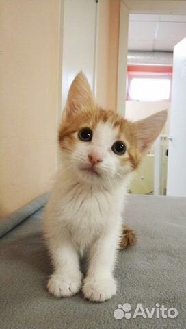 Три рыжих котенка 2 мес в дар