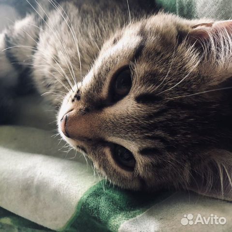 Отдам даром в хорошие руки