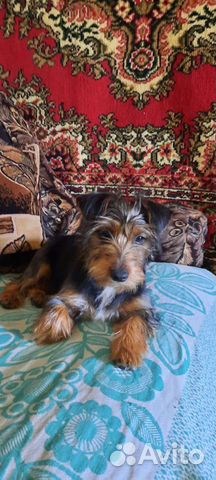 Метис (папа Джек рассл терьер мама йорк)