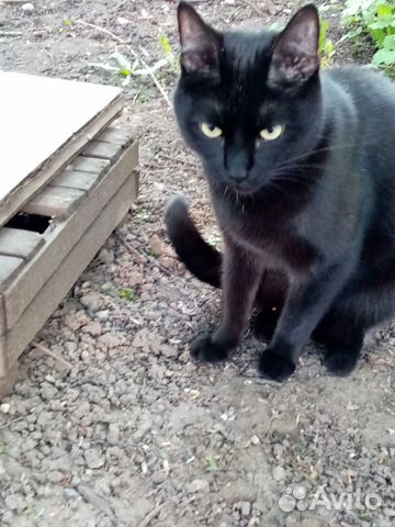 Кот чёрный домашний потеряшка
