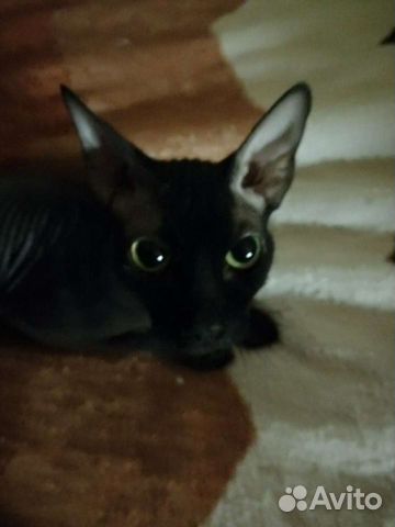 Потерялась кошка сфинкс