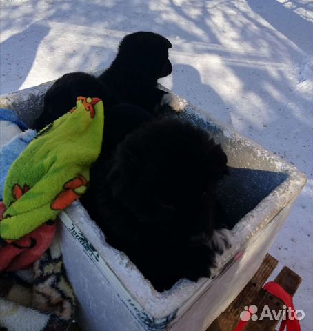 Отличные охранники Дворяни