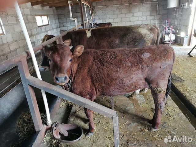 Телочки и бычок