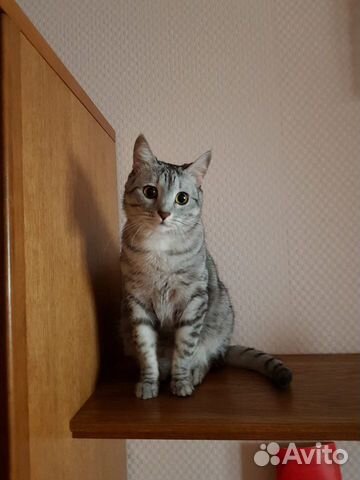 Отдам котика в добрые руки