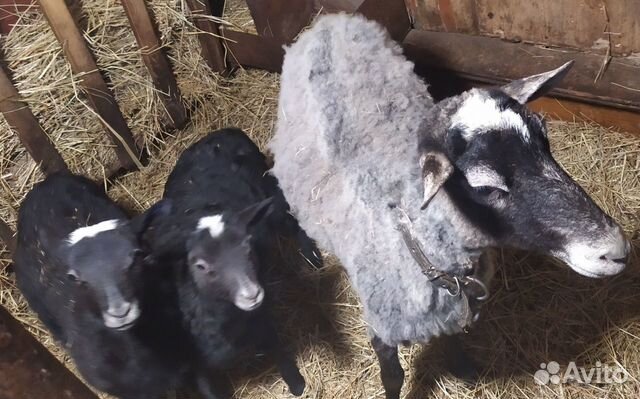 Овцы с ягнятами