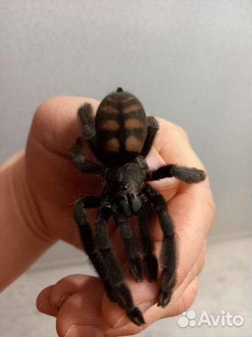 Паук древесный птицеед.psalmopoeus irminia