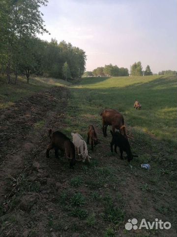 Козы. козлята