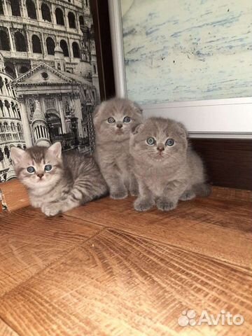 Шотландские вислоухие котята