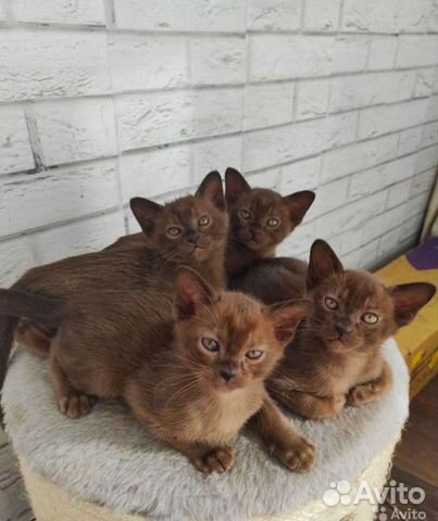 Бурманские котята
