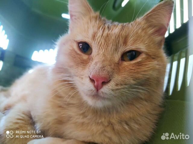 Последний шанс котика С грустными глазами