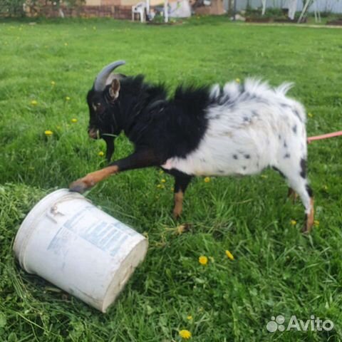 Камерунские козёл и козочка