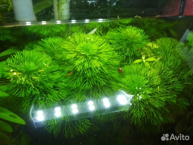 Аквариумные растения