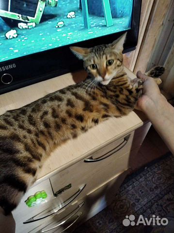 Бенгальская кошка